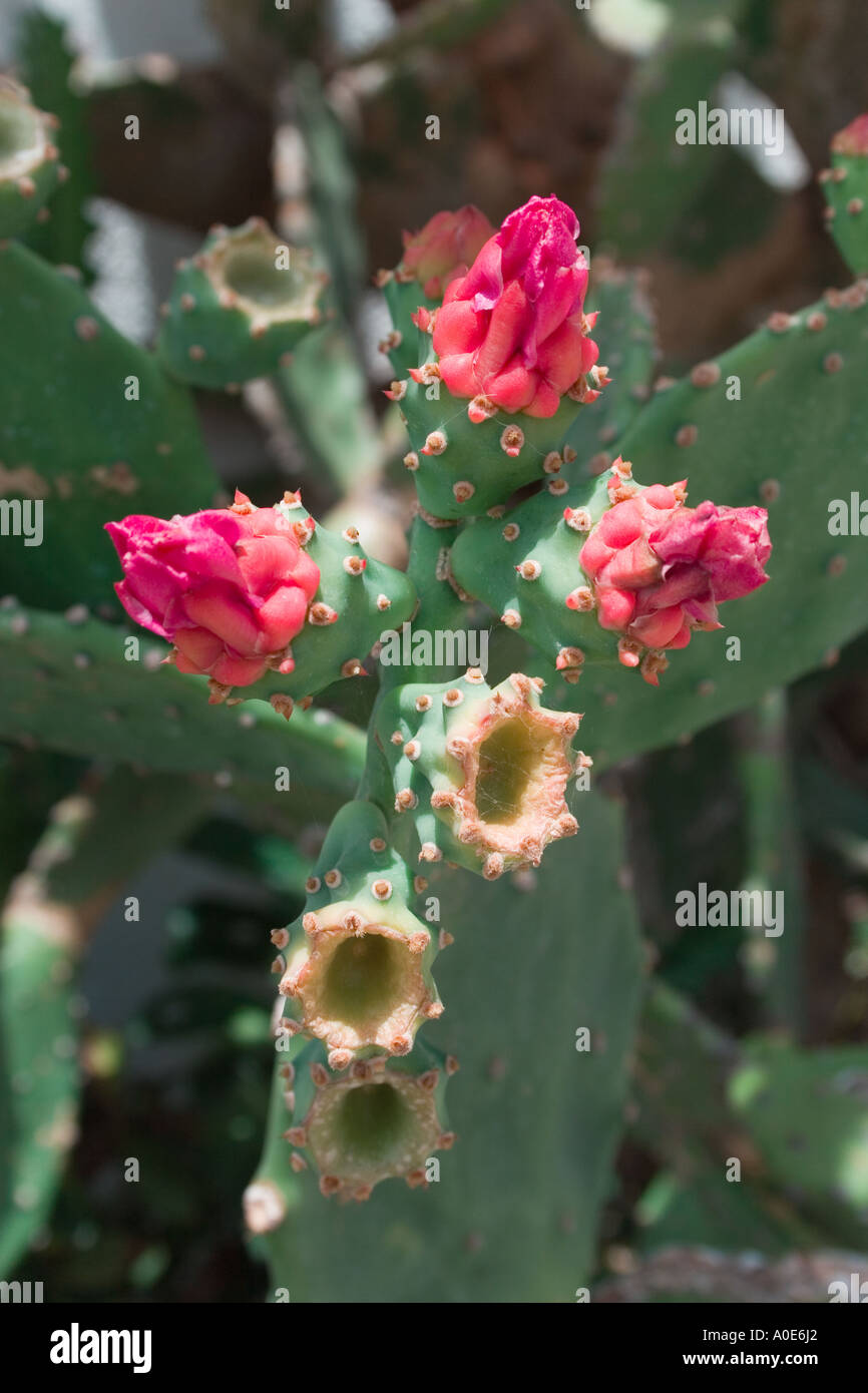 Blossoming Cactus Buds, Curacao Stock Photo - Alamy