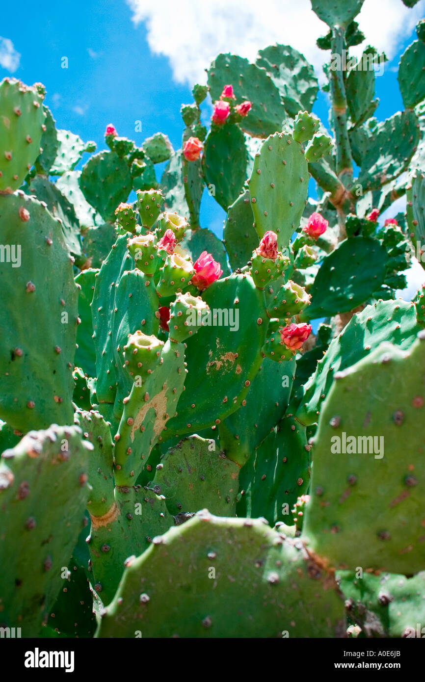 Blossoming Cactus Buds Stock Photo - Alamy