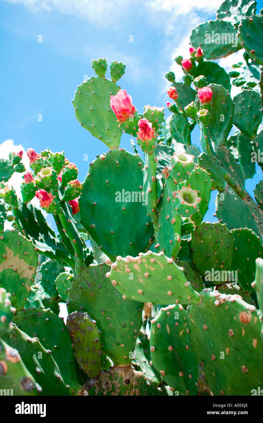 Exotic Cactus Cacti Buds, Curacao Stock Photo - Alamy