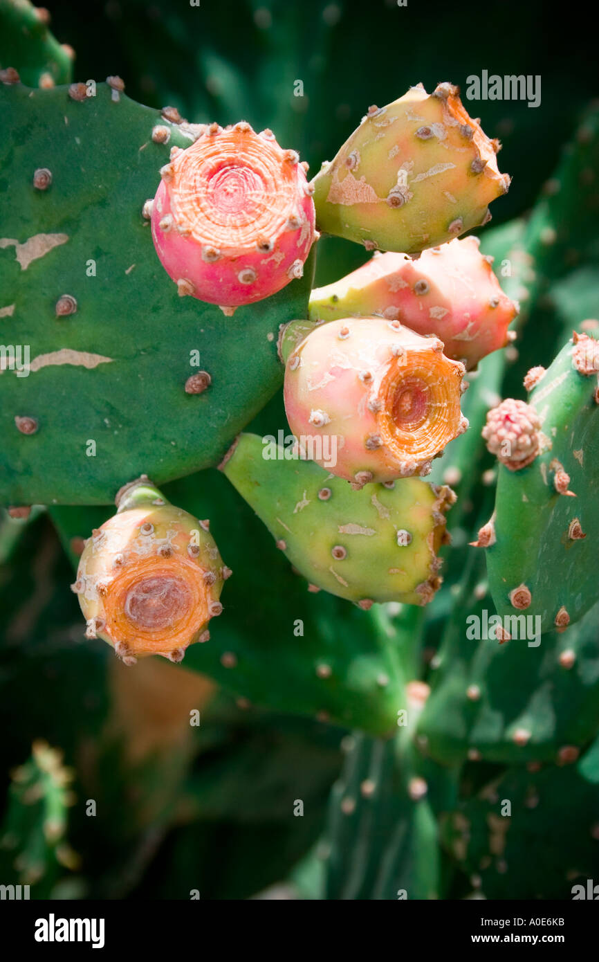 Exotic Cactus Cacti, Curacao Stock Photo - Alamy