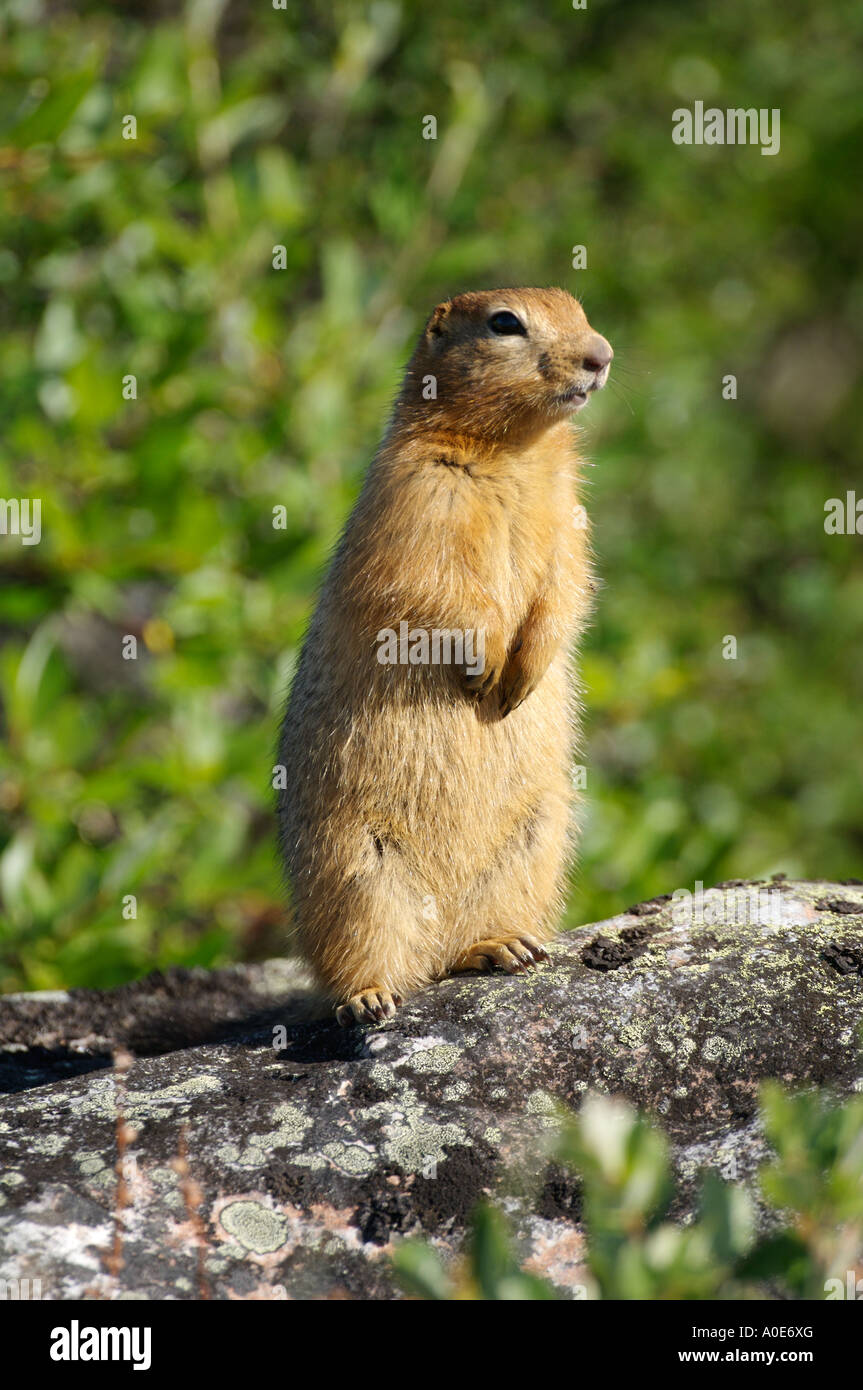 Arctic ground squirrel can lower its body temperature to below freezing ...