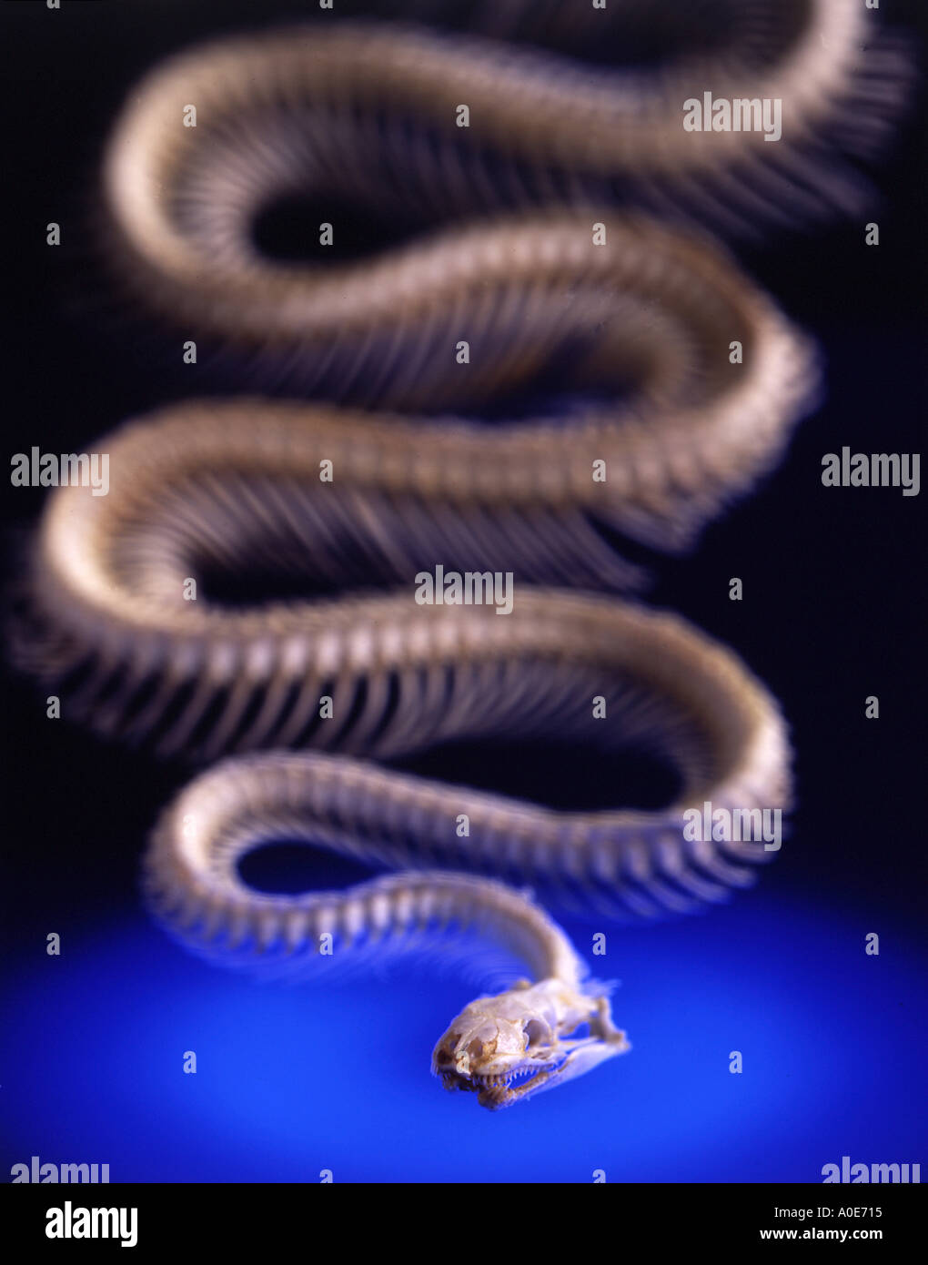 Rattlesnake skeleton hi-res stock photography and images - Alamy