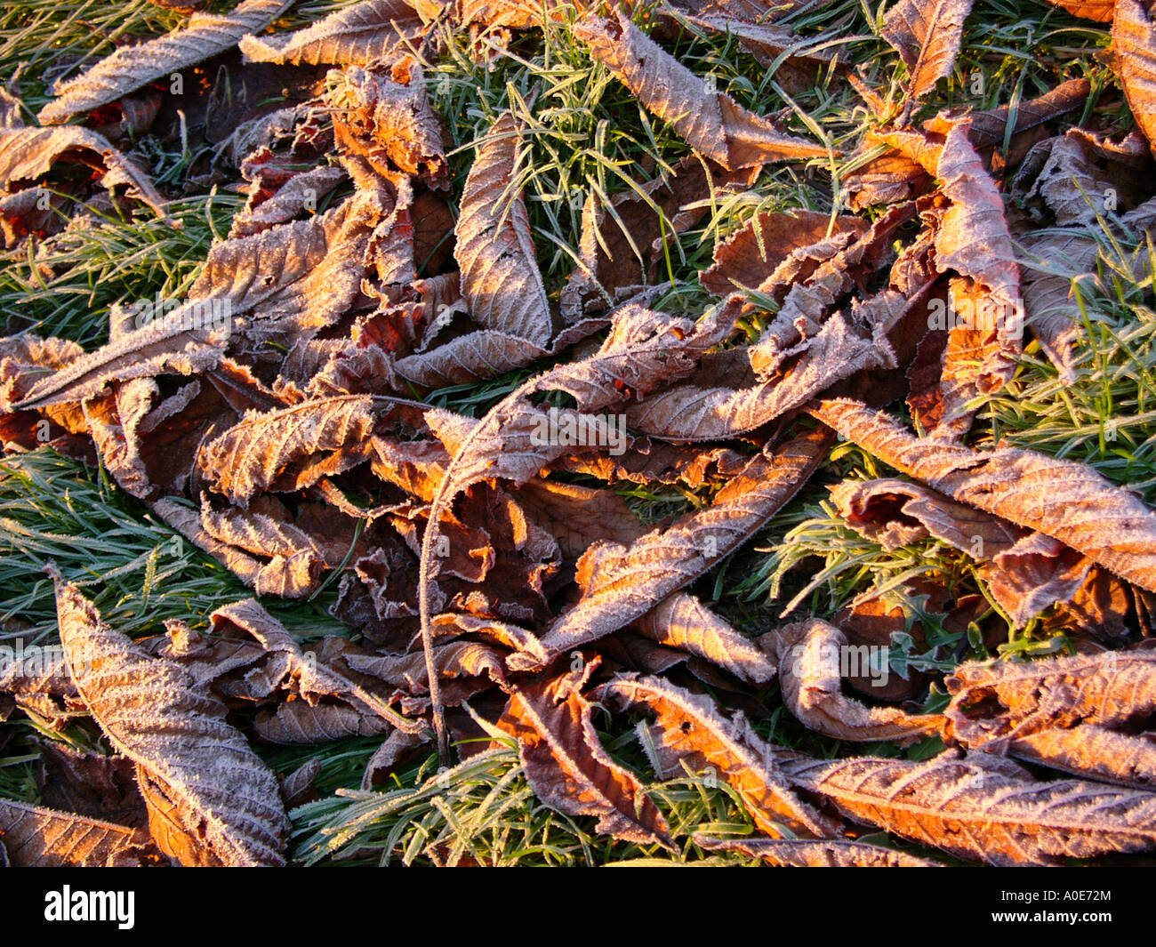 Stiff leaves hi-res stock photography and images - Alamy