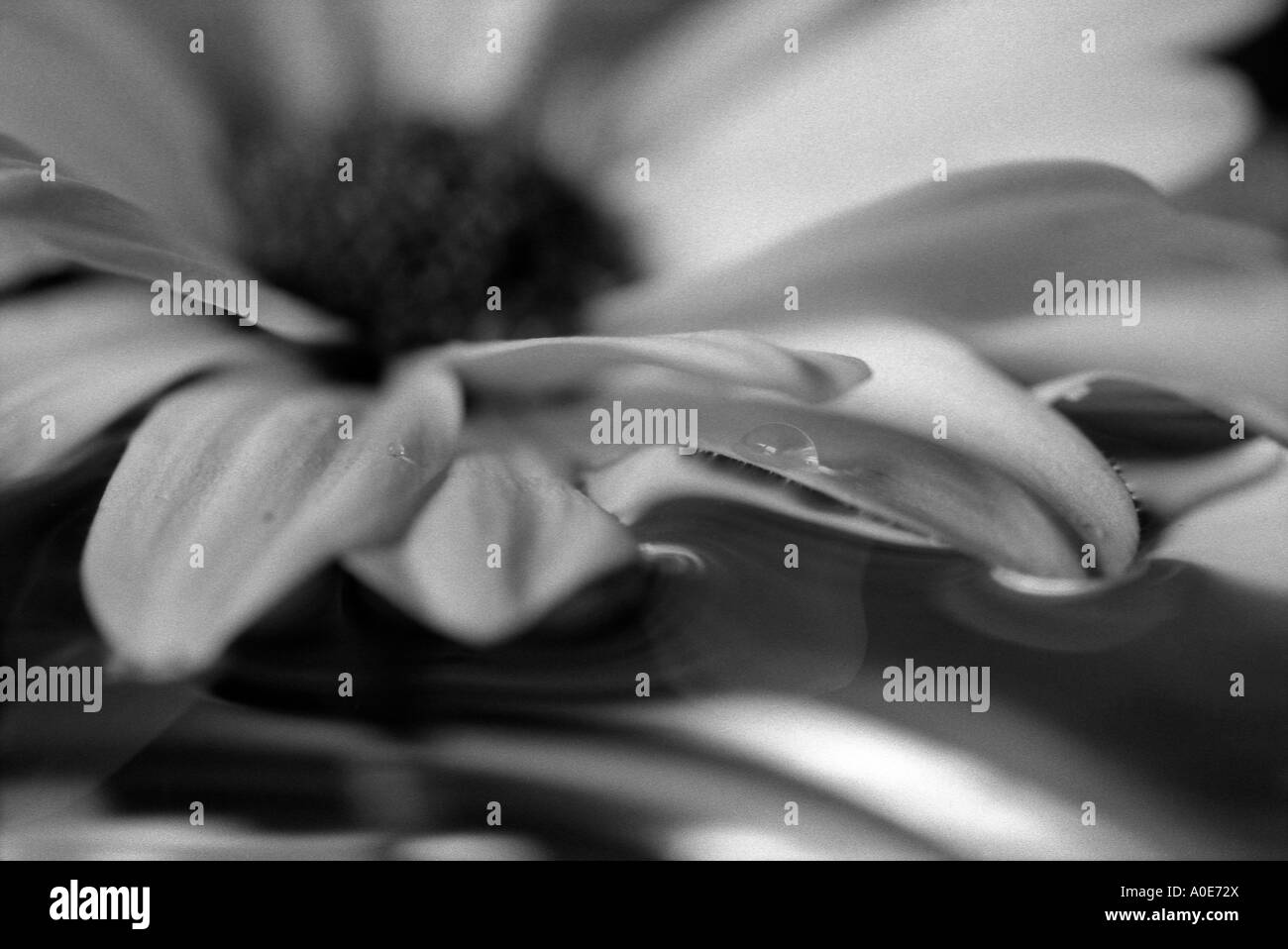Daisy floating in water Stock Photo - Alamy