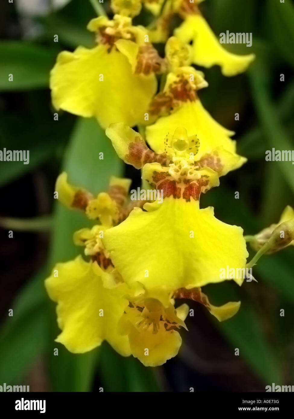Oncidium dancing lady orchid hi-res stock photography and images - Alamy