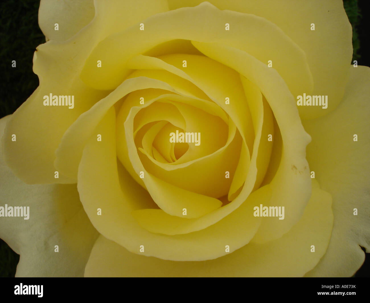 Glorious rose hi-res stock photography and images - Alamy