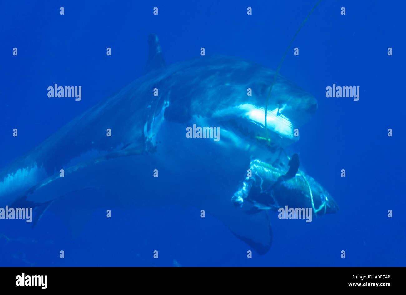 great white shark attacks baited rope with tuna Stock Photo - Alamy