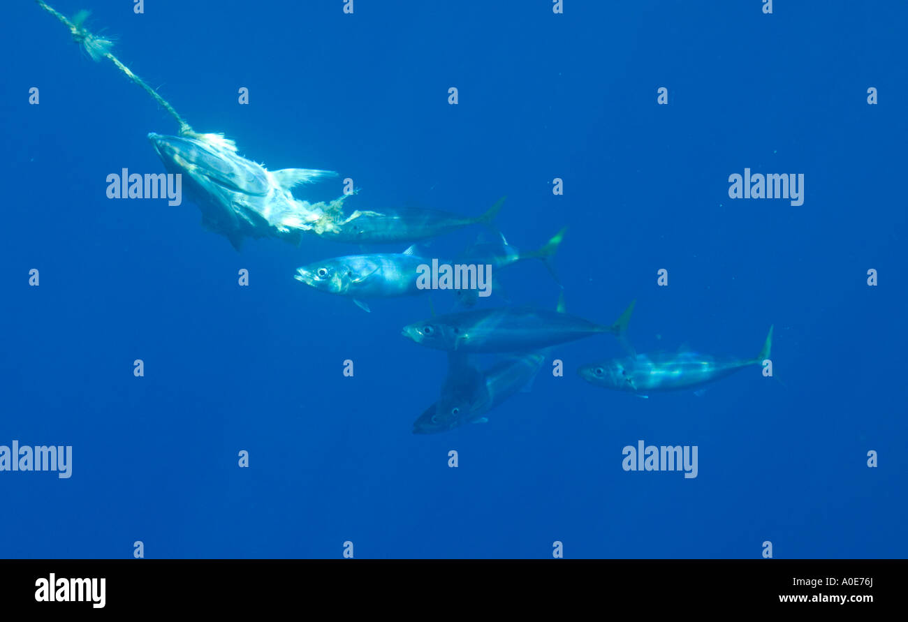 great white shark attacks baited rope with tuna Stock Photo - Alamy