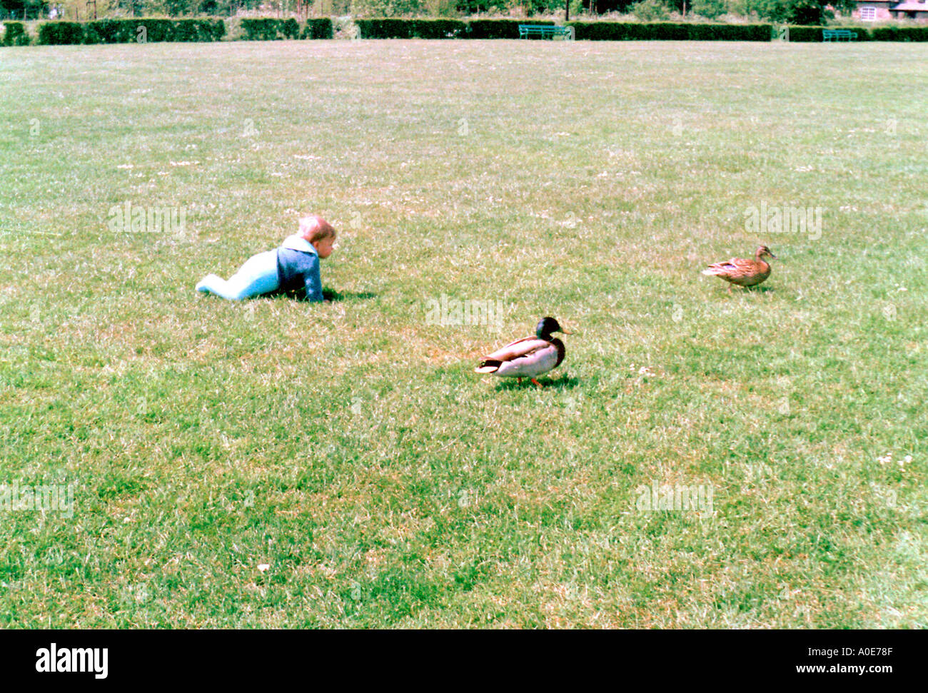 Toddler chasing ducks hi-res stock photography and images - Alamy