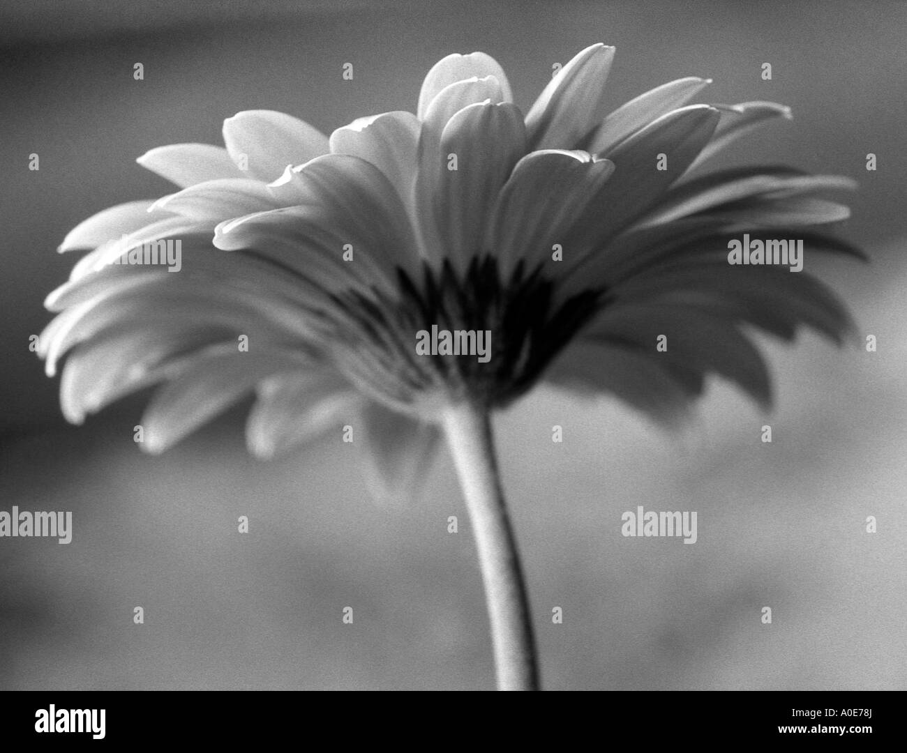 Monochrome flower hi-res stock photography and images - Alamy