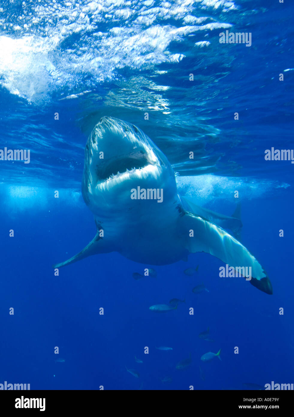 Great White Shark Prey