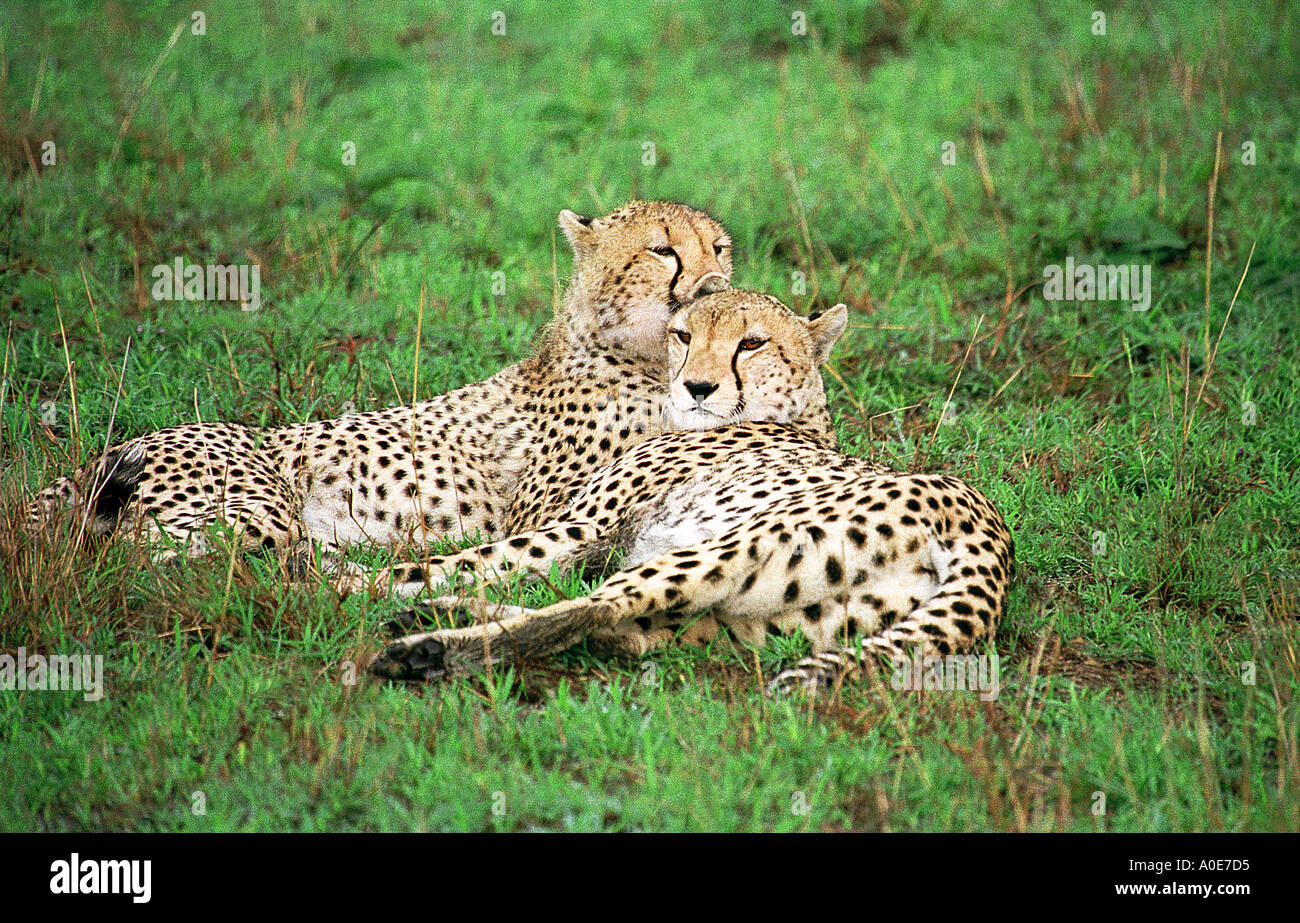 Cheetahs in the Masai Mara Kenya Stock Photo - Alamy