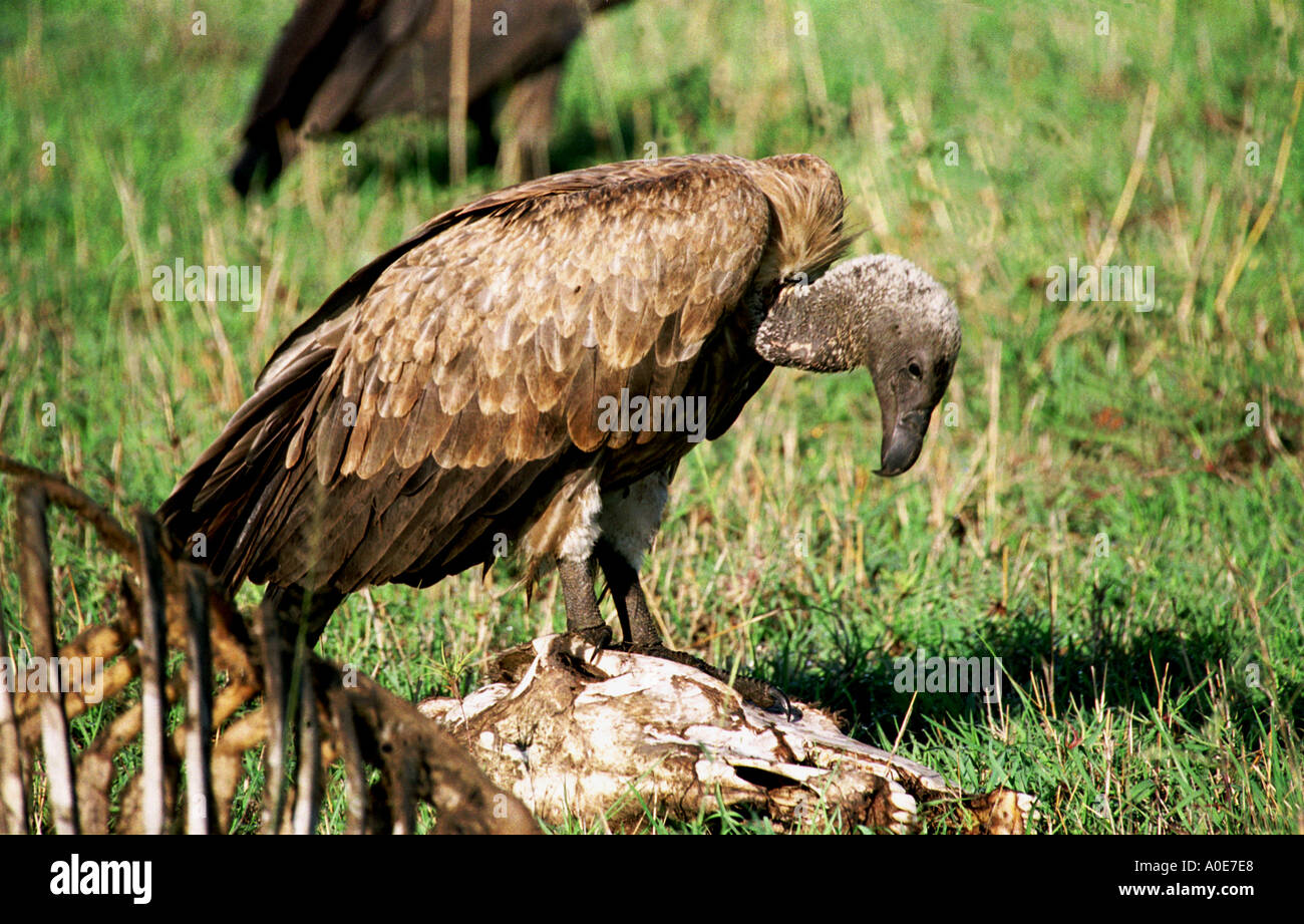 Vulture picture hi-res stock photography and images - Alamy