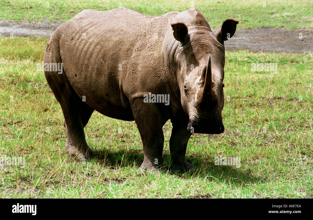 A White, (Wide), Rhino native of Southern Africa imported into the Lake ...