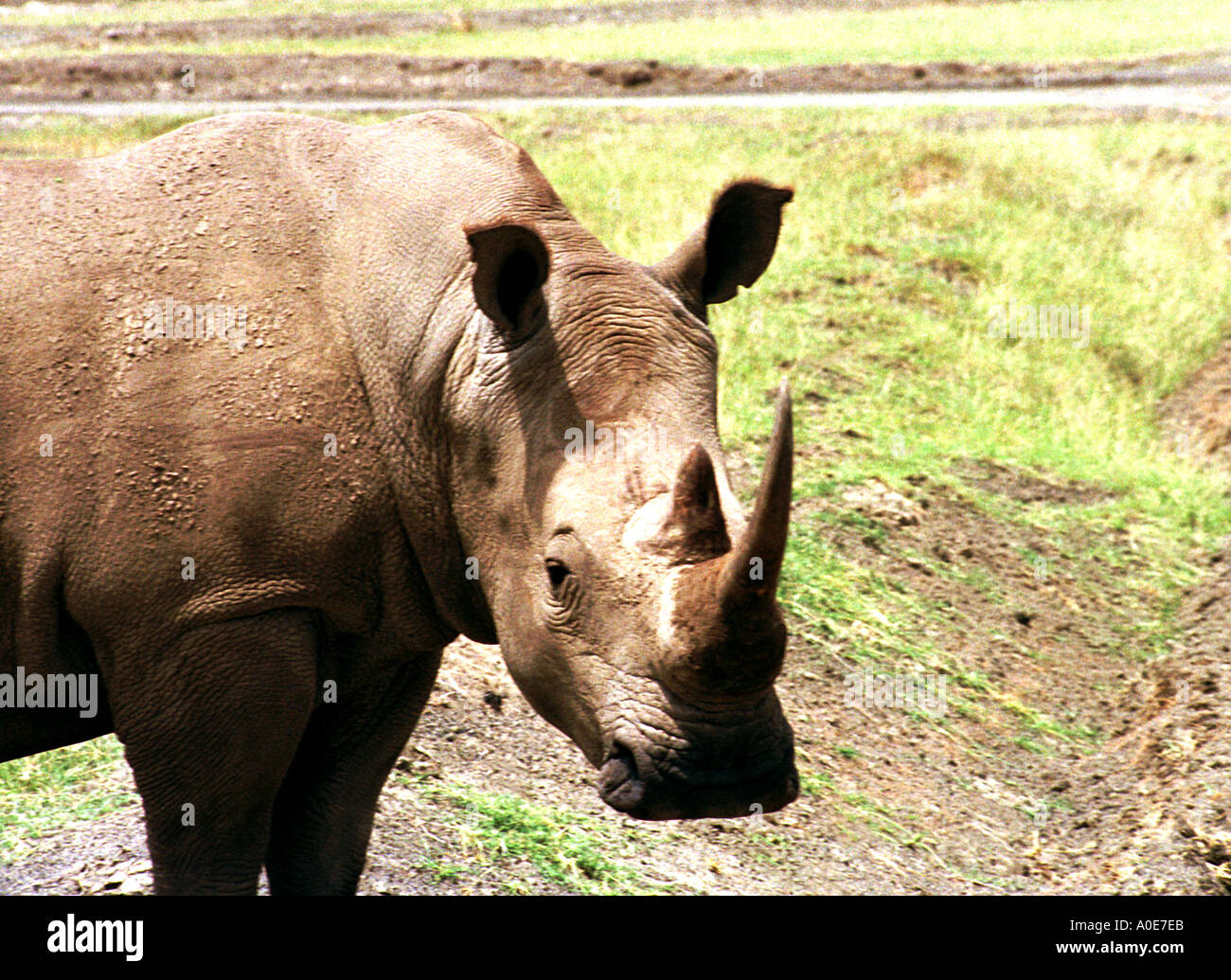A White, (Wide), Rhino native of Southern Africa imported into Kenya ...