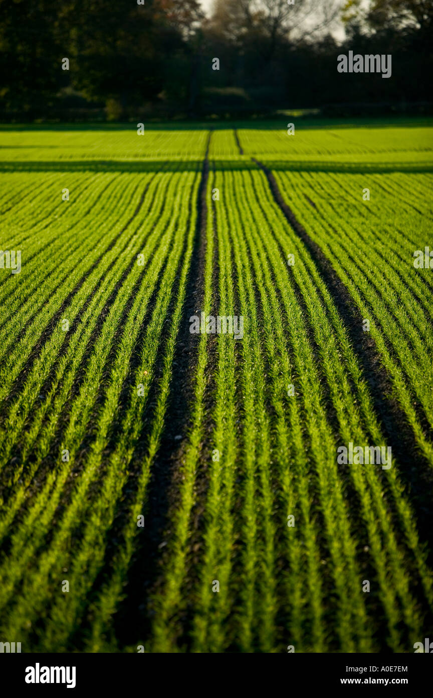Newly planted winter wheat at sunset with track across field in ...
