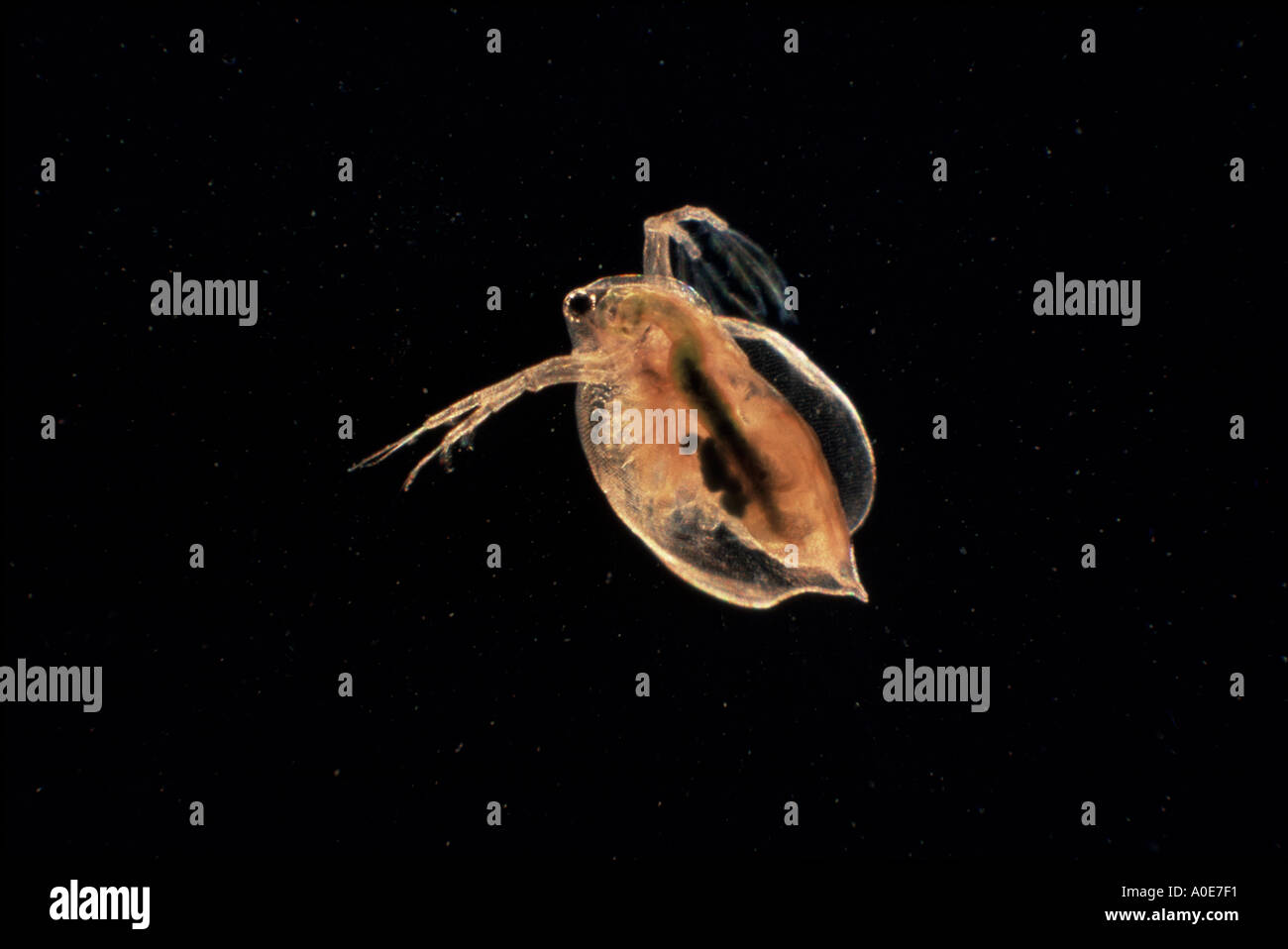 Cladocera High Resolution Stock Photography and Images - Alamy