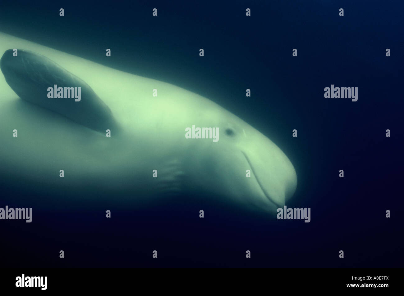 Beluga whale in the mouth of the Seal River near Churchill Canada ...