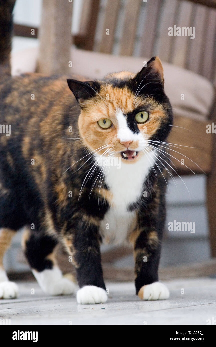 Cat yelling hi-res stock photography and images - Alamy