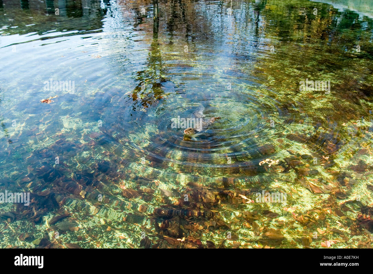 Squirrel swims in a reflective lake Stock Photo - Alamy