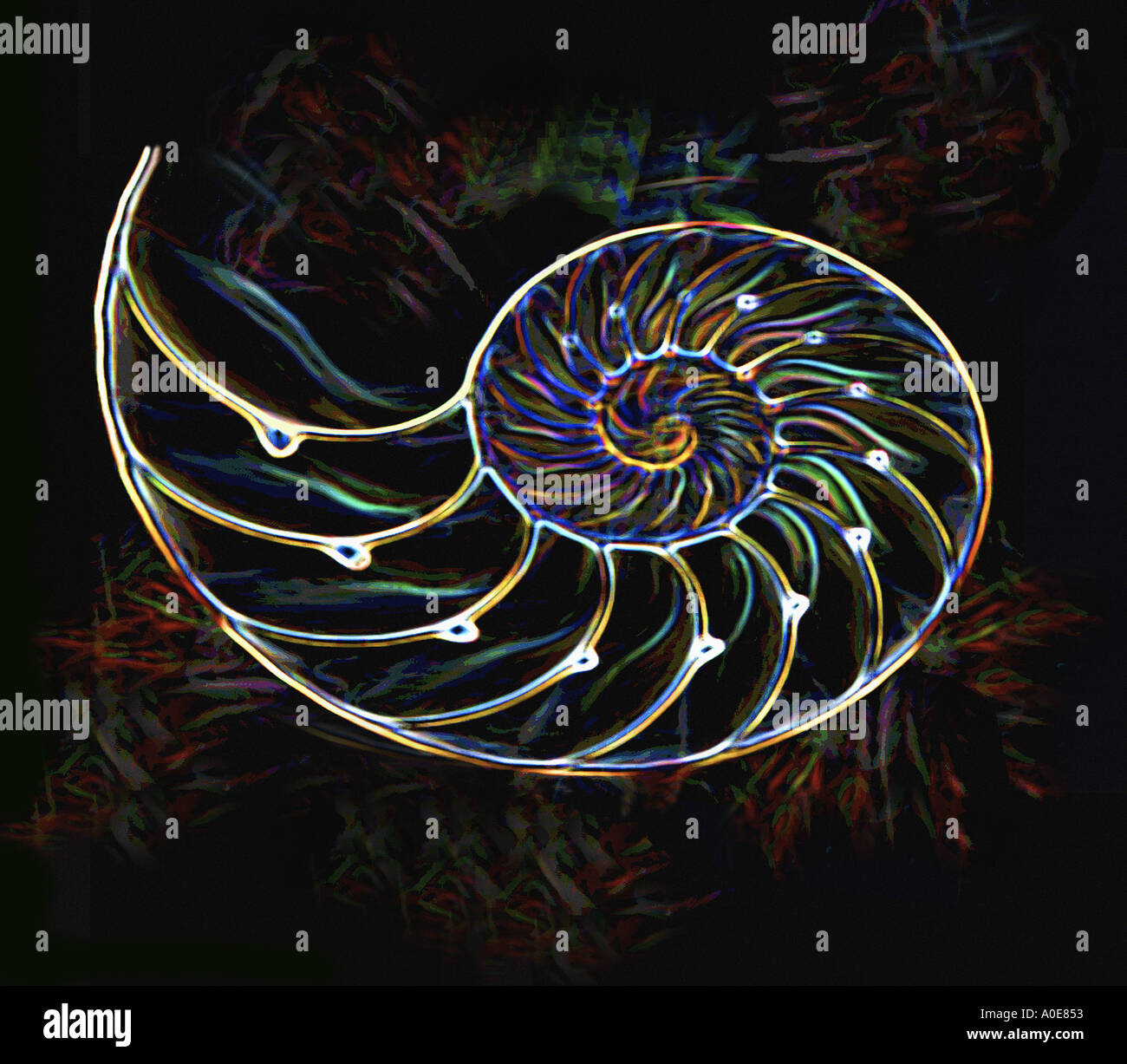 Shell - Neon Nautilus Shell - Digital Photo Illustration Stock Photo ...
