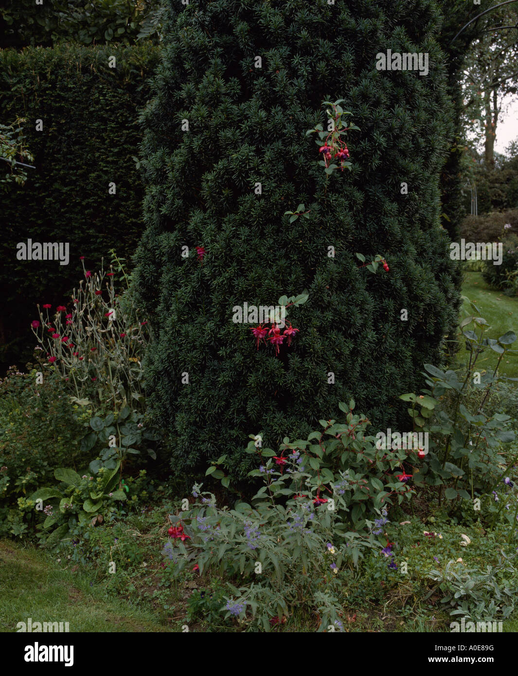 Fuchsia yew hi-res stock photography and images - Alamy