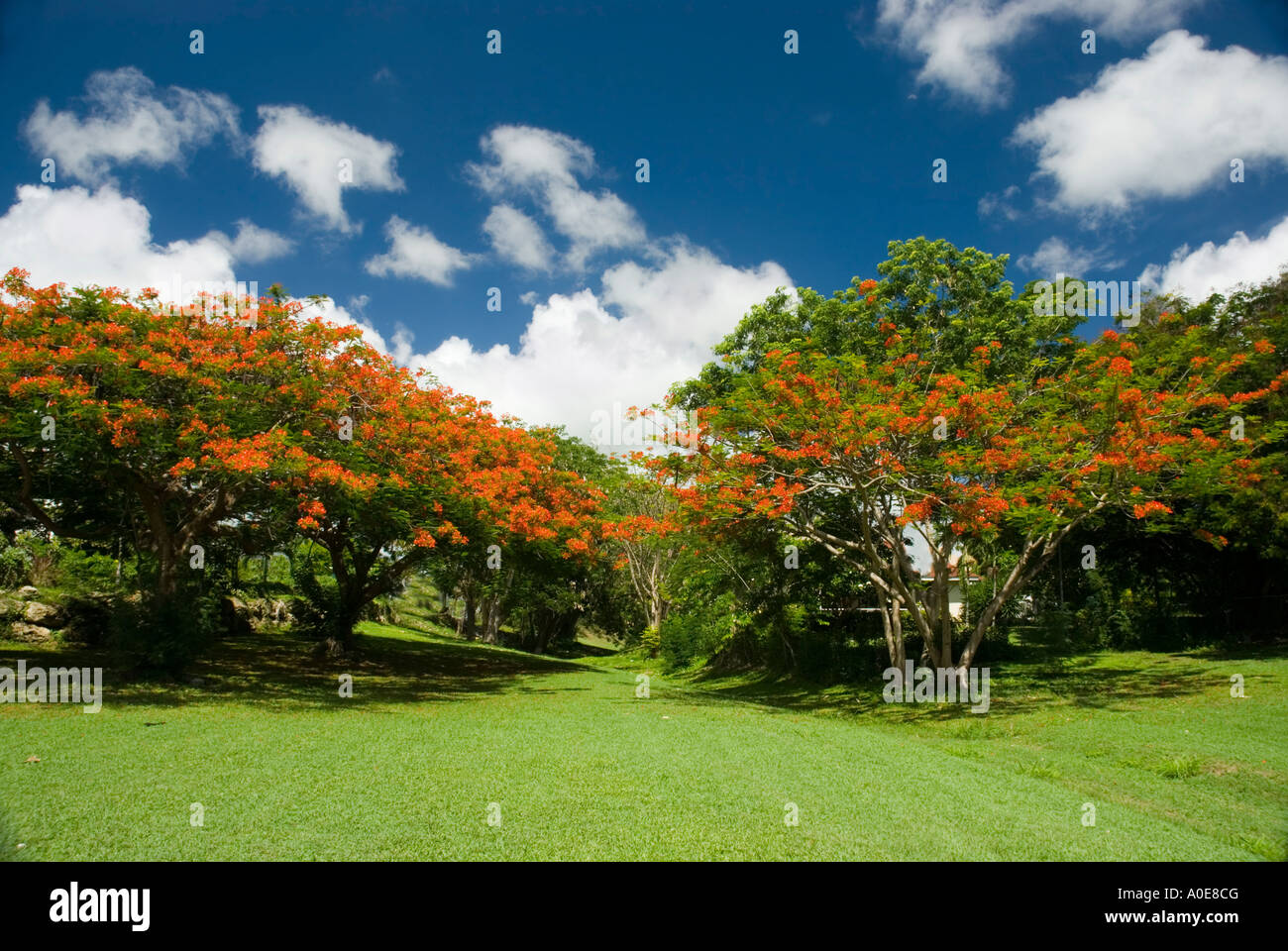 Philippine Fire Tree