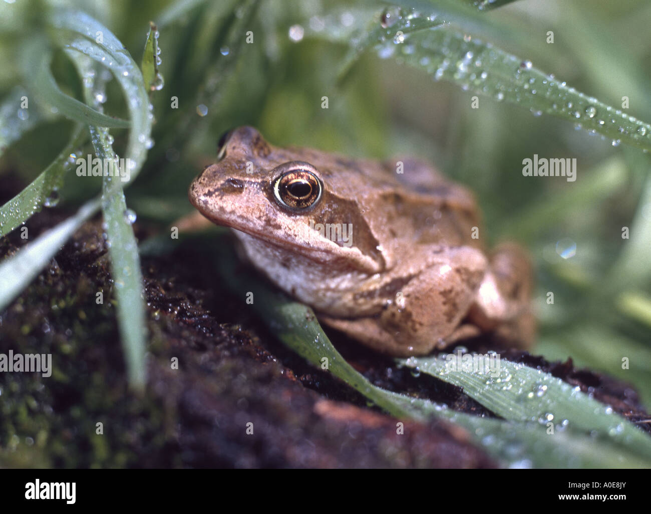 Frog in long grass hi-res stock photography and images - Alamy
