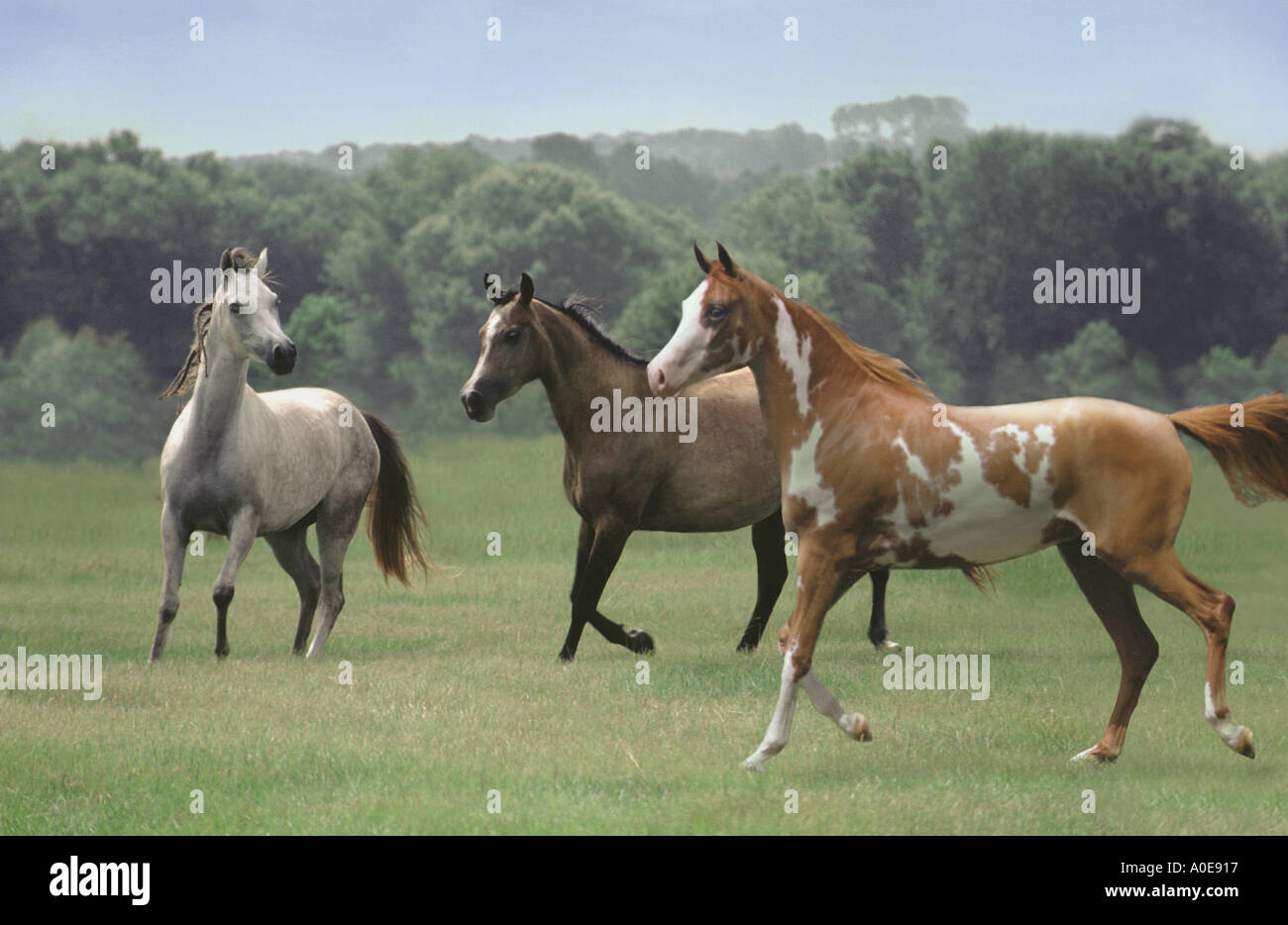 Pinto Arabian High Resolution Stock Photography and Images - Alamy