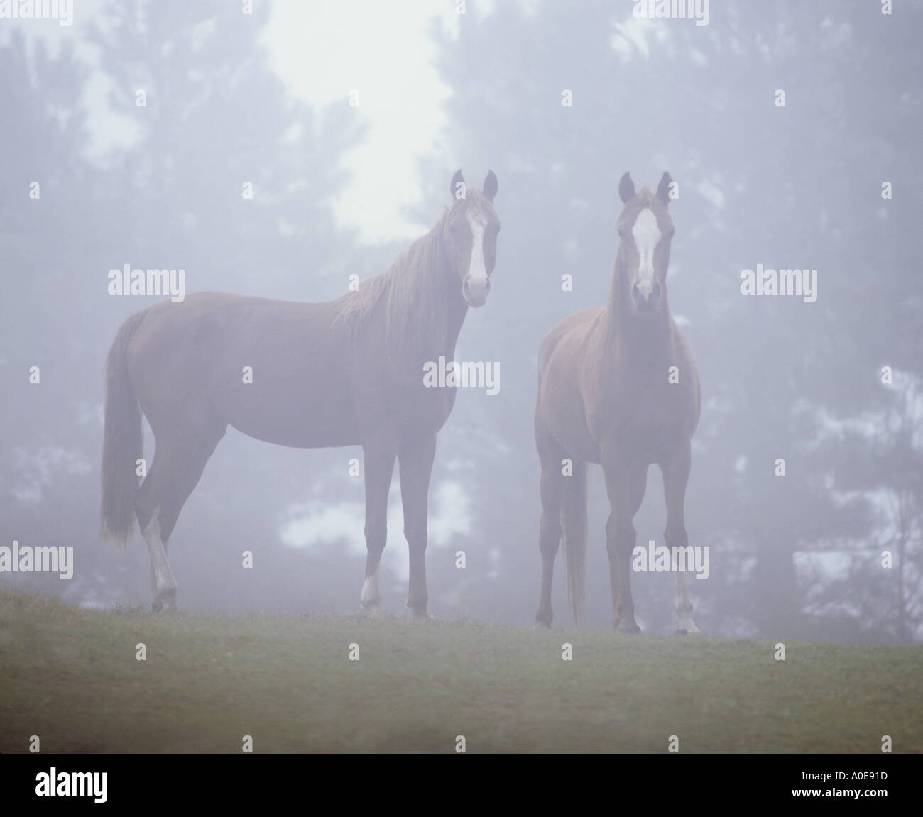 Mark barrett hi-res stock photography and images - Alamy