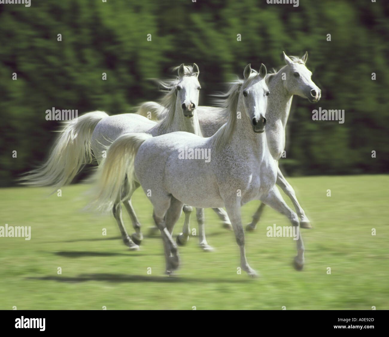 Three Arabian mares trot toward us intently Mark J Barrett 2000 Stock ...
