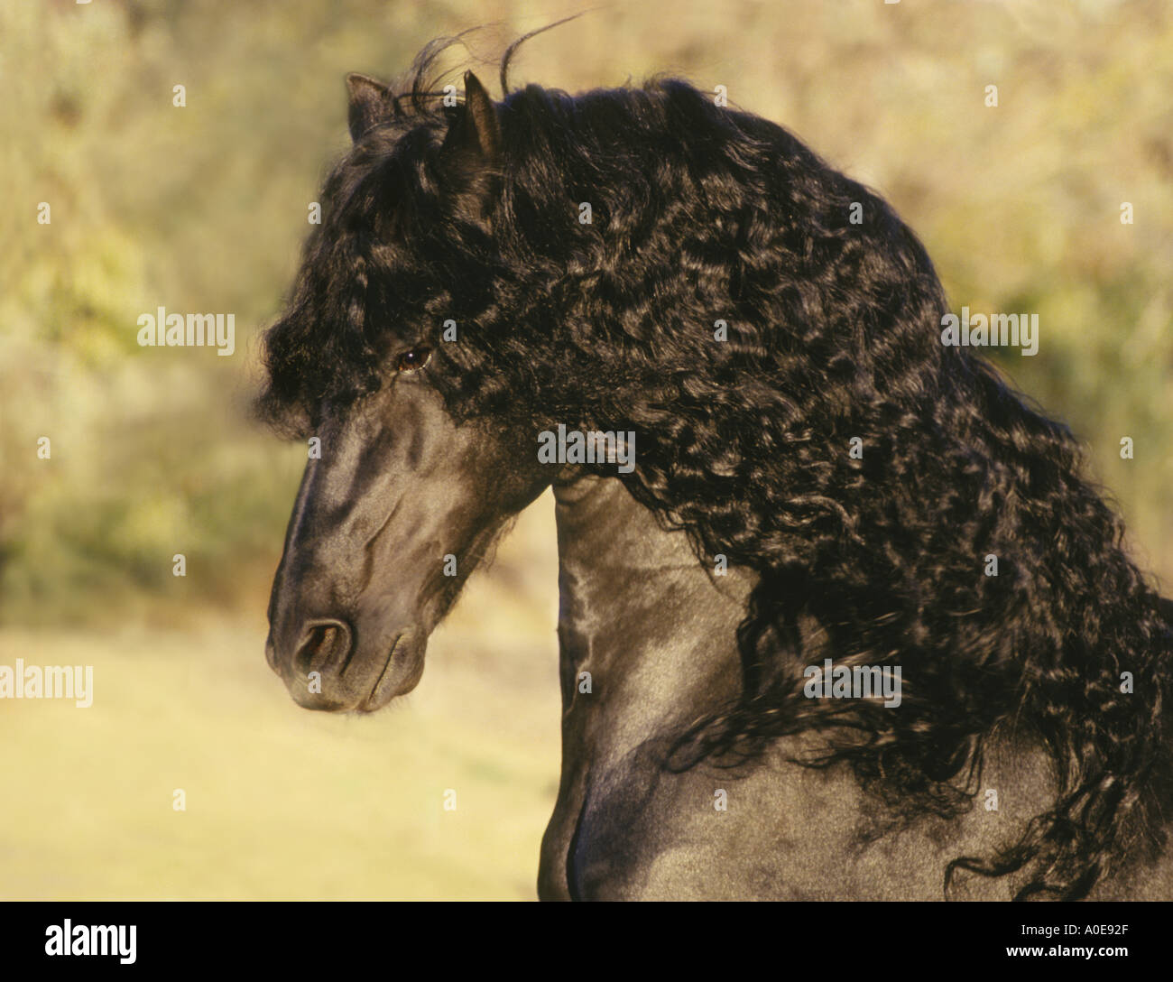 Friesian stallion with exceptional flowing mane Stock Photo - Alamy