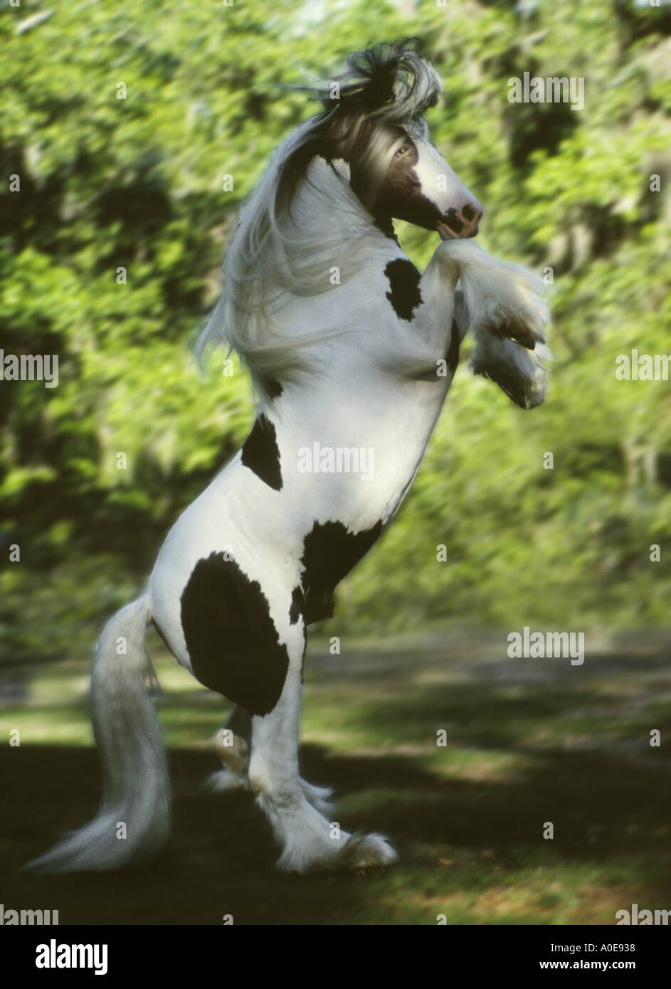 Rearing gypsy vanner horse stallion hi-res stock photography and images ...