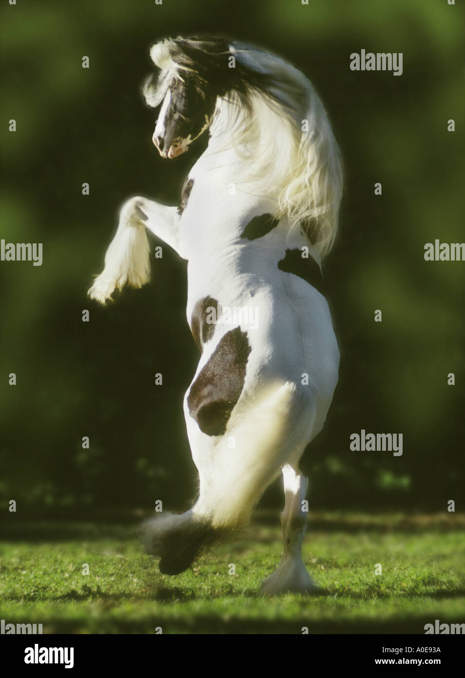 Rearing gypsy vanner horse stallion hi-res stock photography and images ...