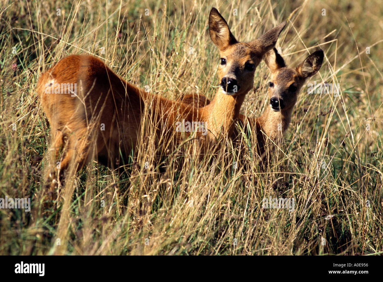 Two deer on a dike in holland Stock Photo - Alamy