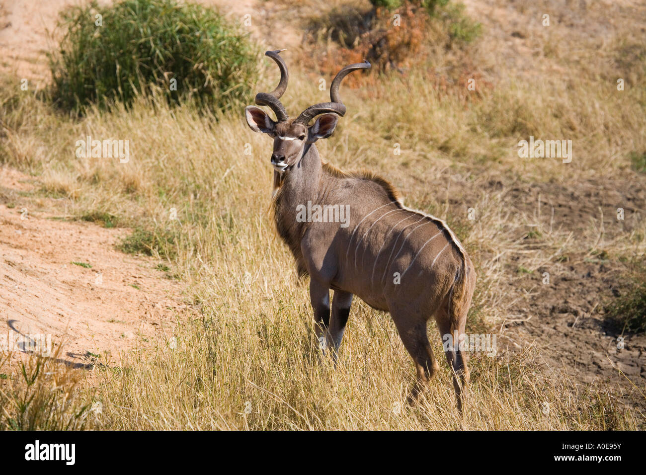 Greater kudu in the bush Stock Photo - Alamy