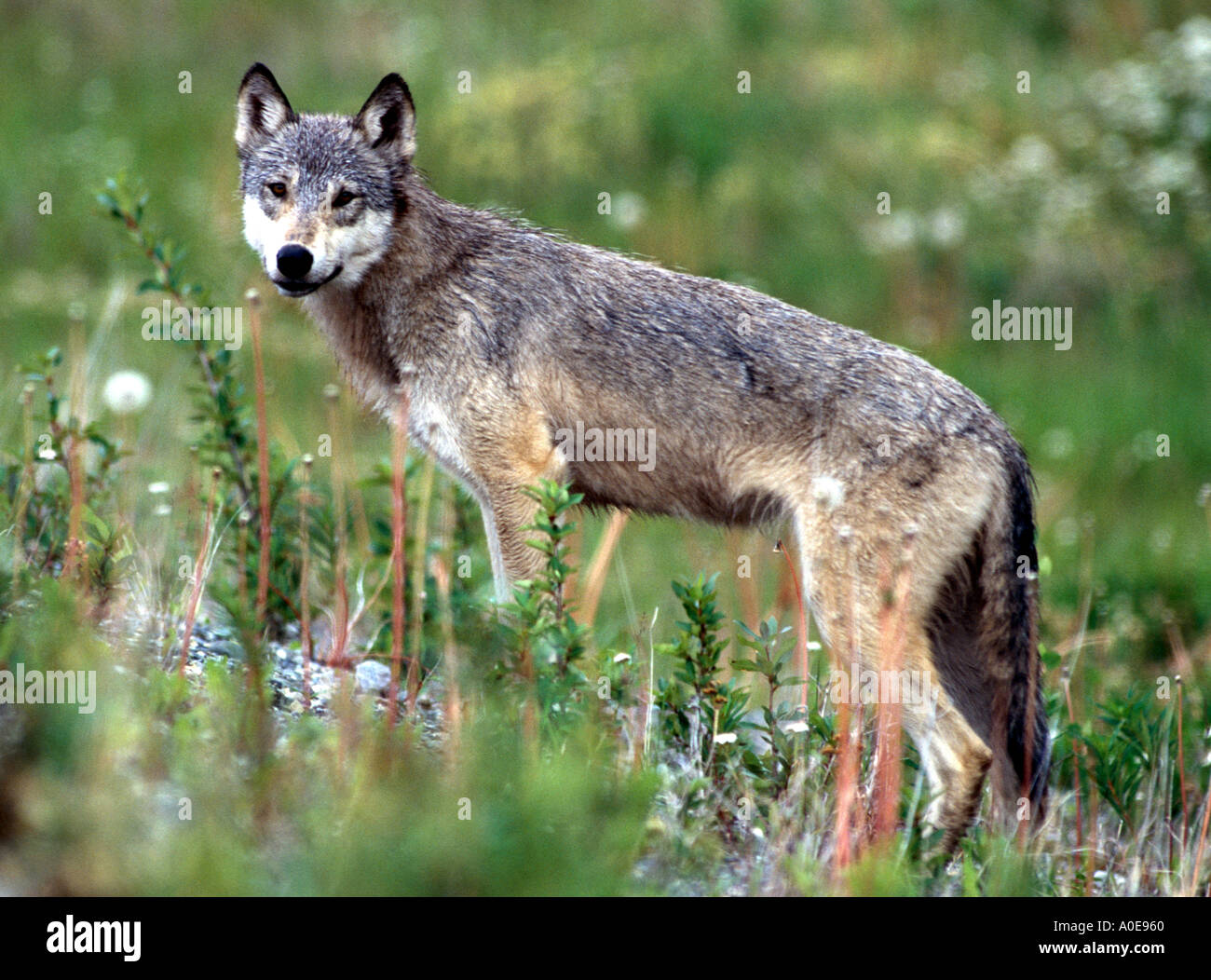 Coyote alaska hi-res stock photography and images - Alamy