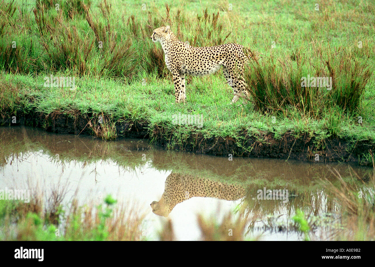 A mother Cheetah in the Masai Mara Kenya in the early morning looking ...