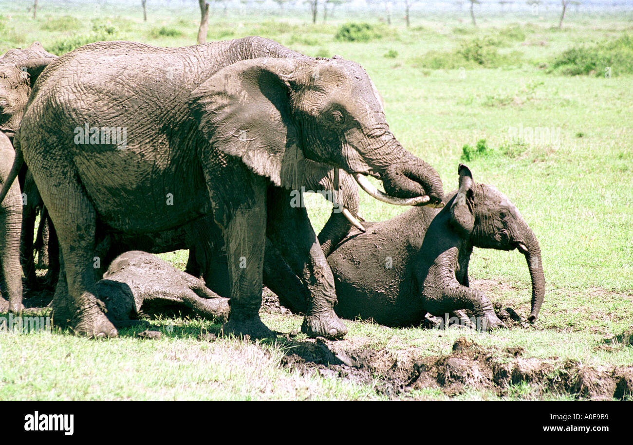 In the Masai Mara Kenya Elephants find a small mud bath in the heat of ...