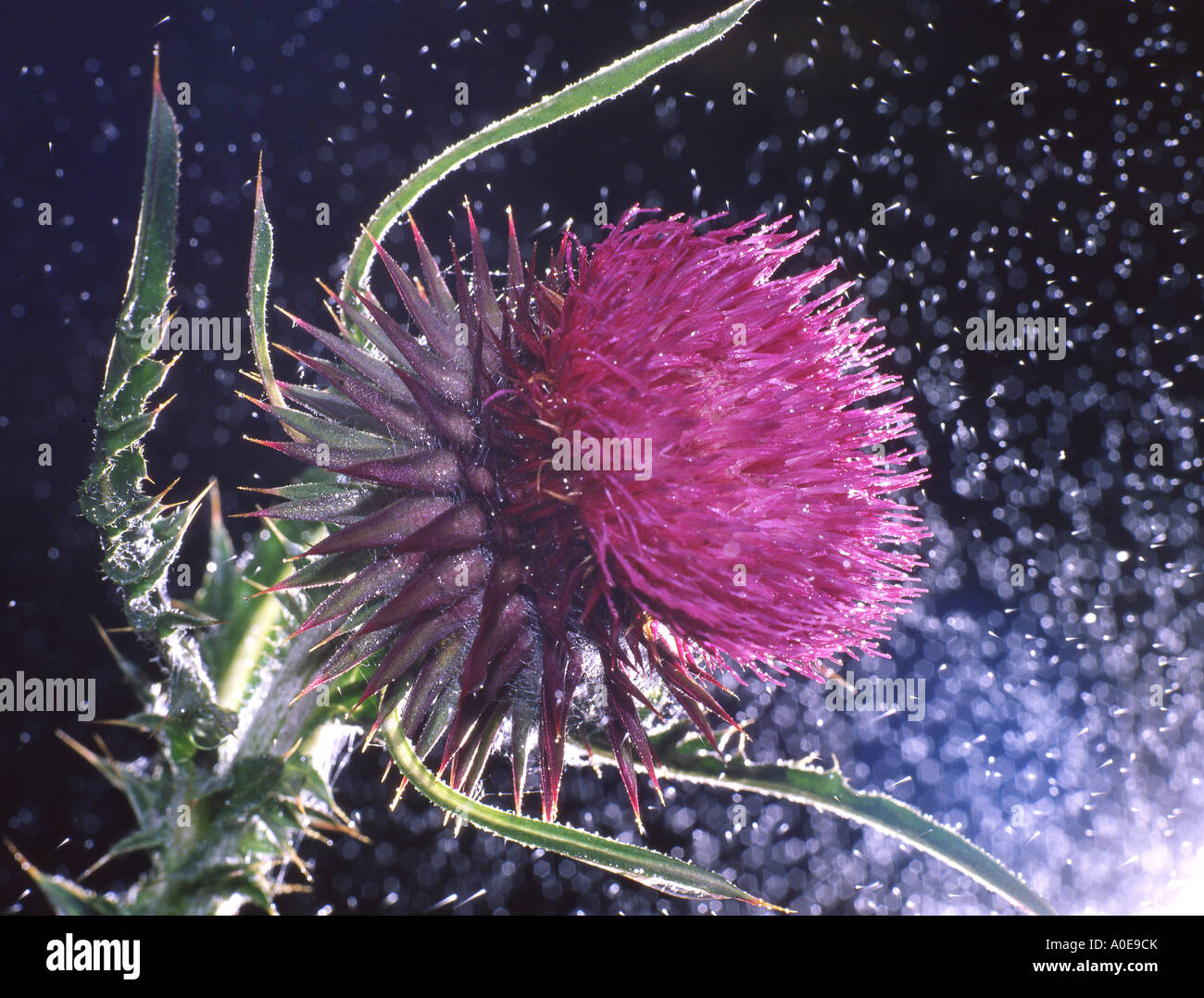 Backlit thistle Cut Out Stock Images & Pictures - Alamy