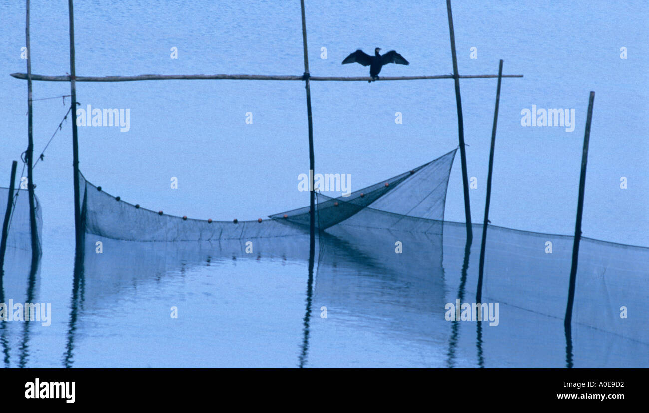 Cormorant on fishing net in a river in Holland Stock Photo - Alamy