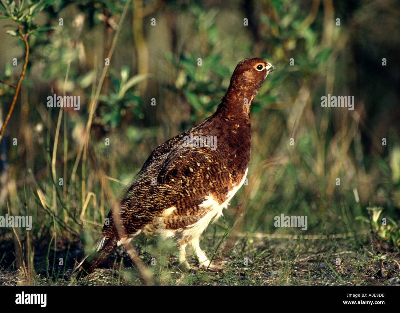 Willow Ptarmigan in Denali park in Alaska Stock Photo - Alamy
