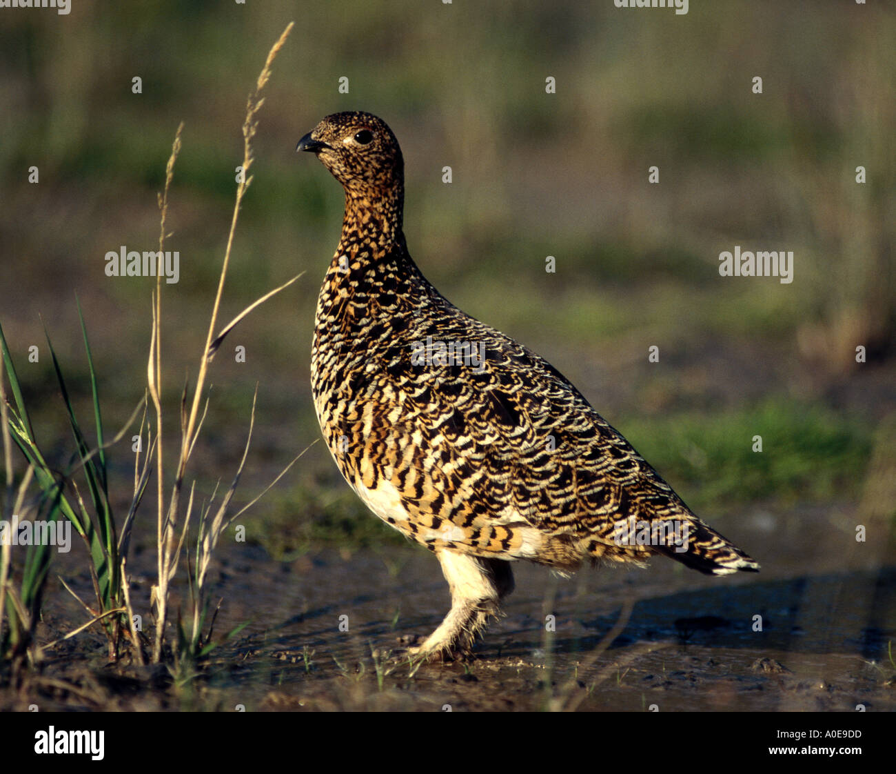 Willow Ptarmigan in Denali park in Alaska Stock Photo - Alamy