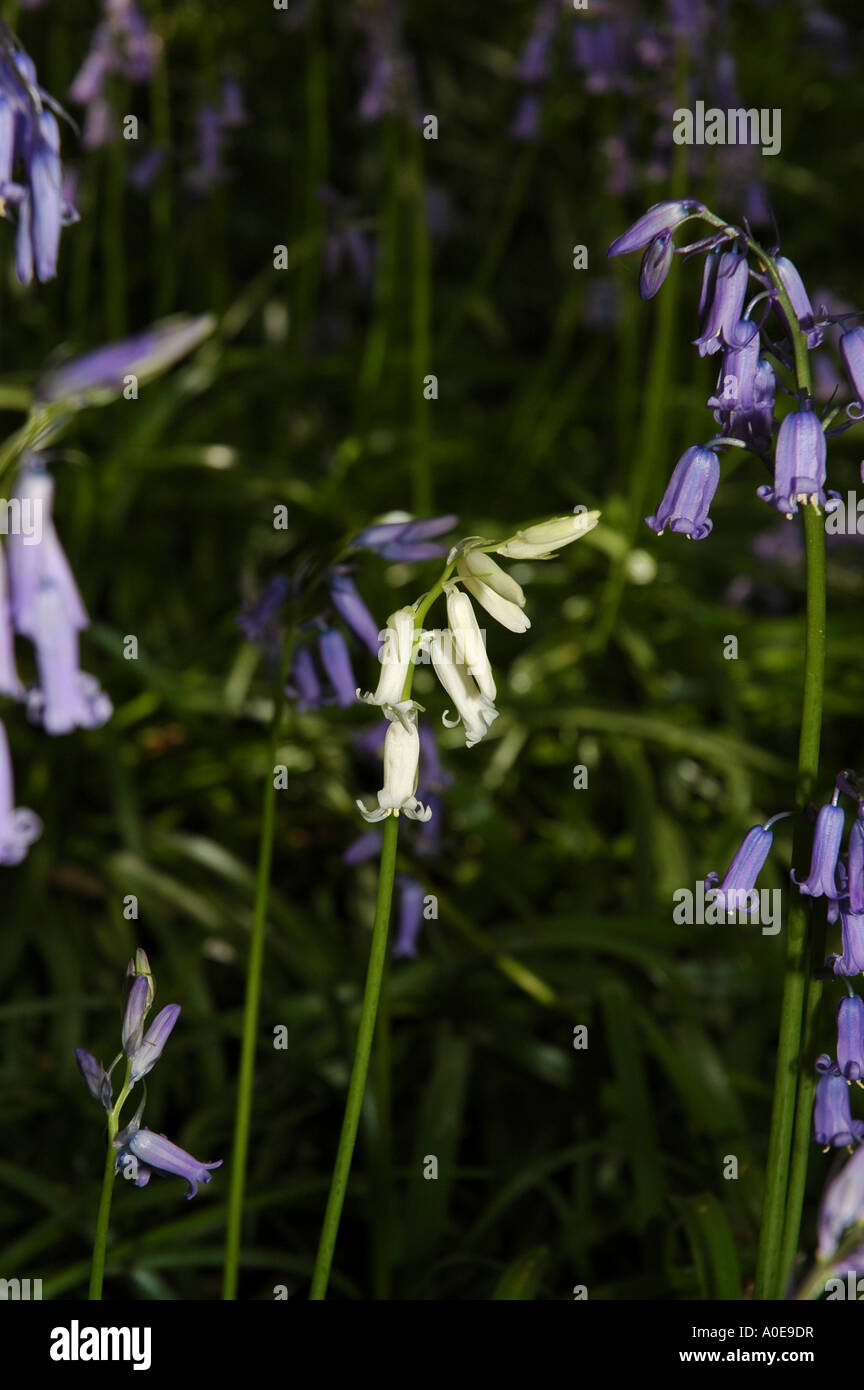 white blue bells in spring woods Stock Photo - Alamy
