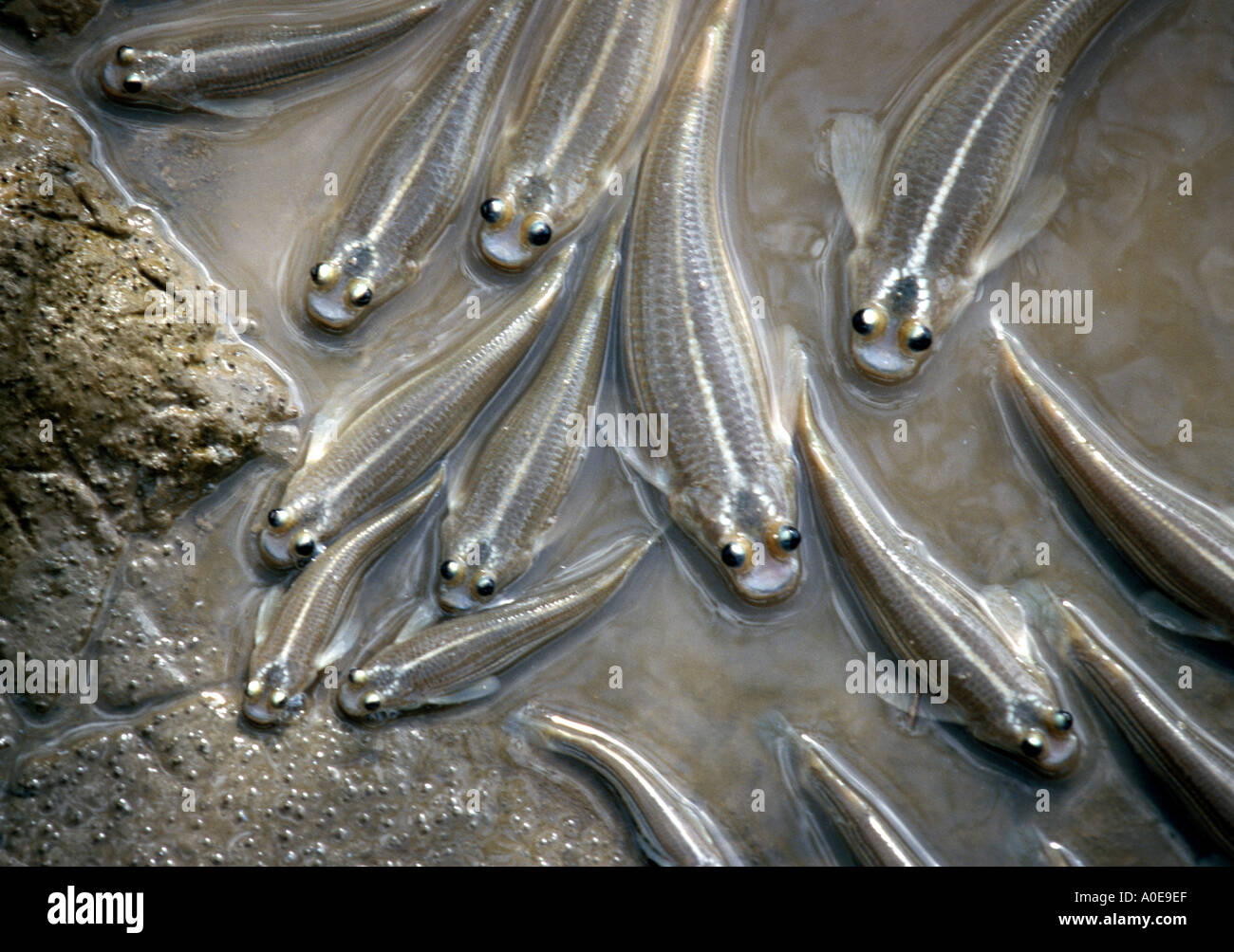 Fish in river Suriname foureyes fish Anableps Anableps Stock Photo - Alamy