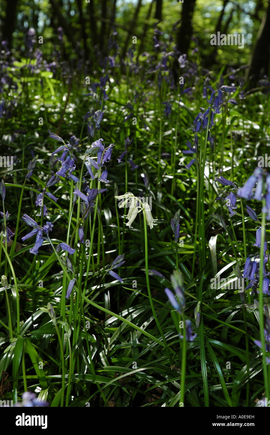 white blue bells in spring woods Stock Photo - Alamy