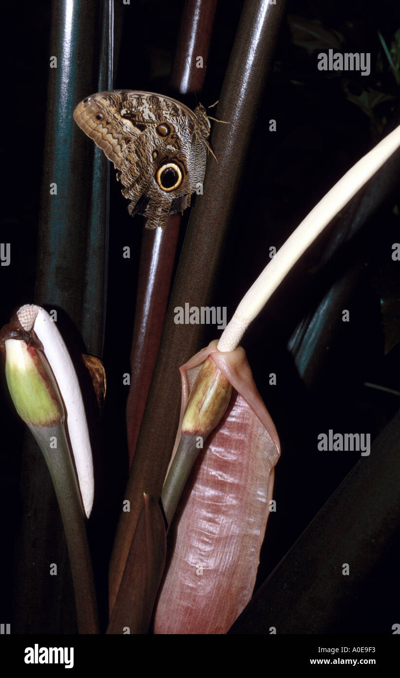 Morphos rainforest hi-res stock photography and images - Alamy