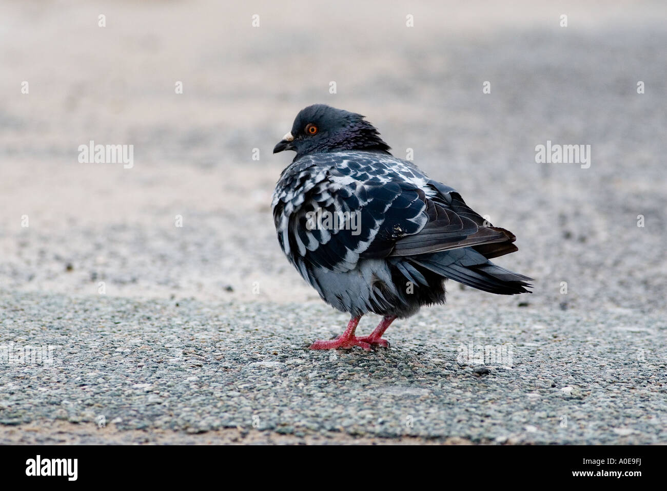 Scruffy pigeon hi-res stock photography and images - Alamy