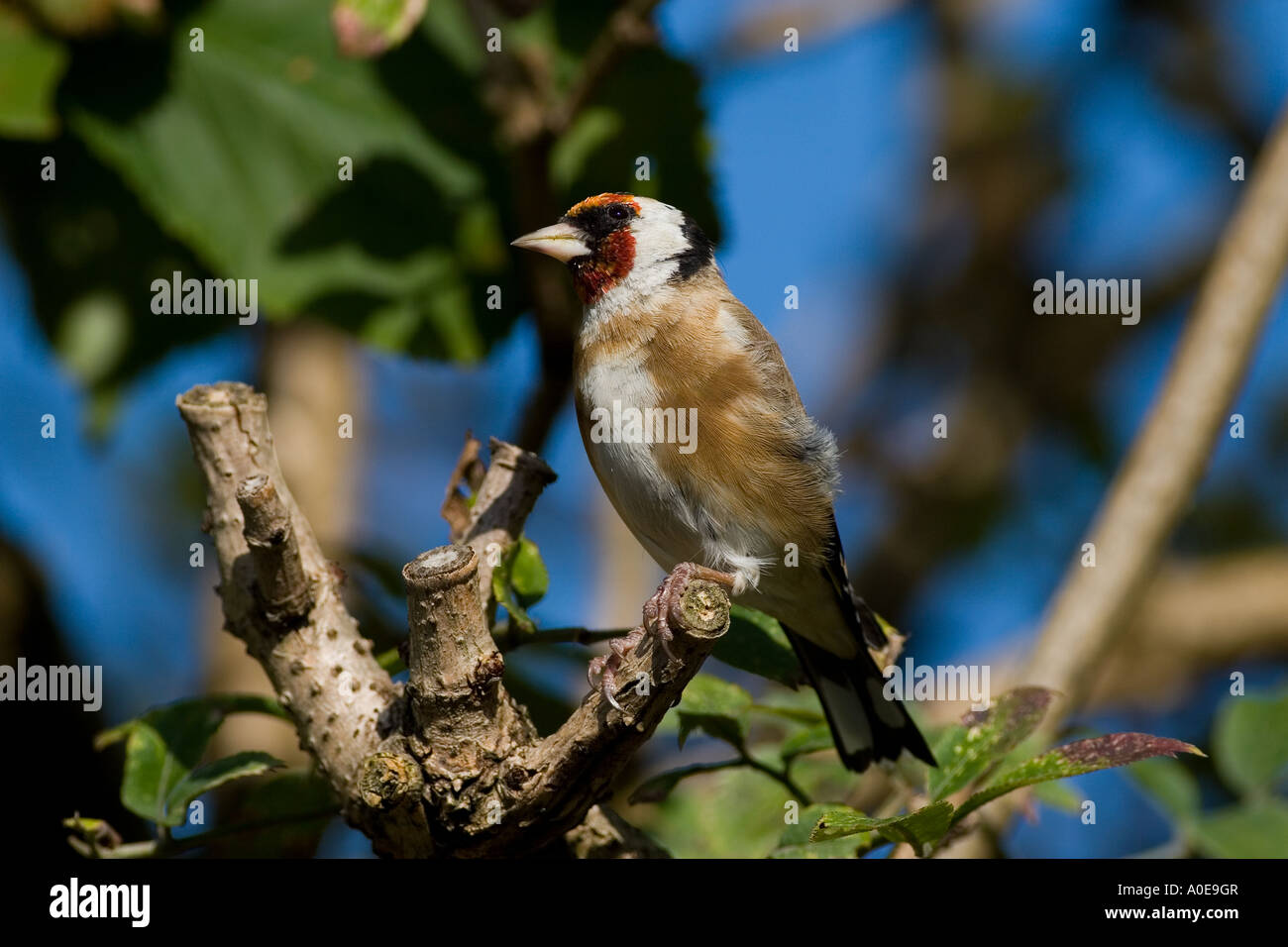 Goldfinch - Carduelis carduelis Stock Photo - Alamy