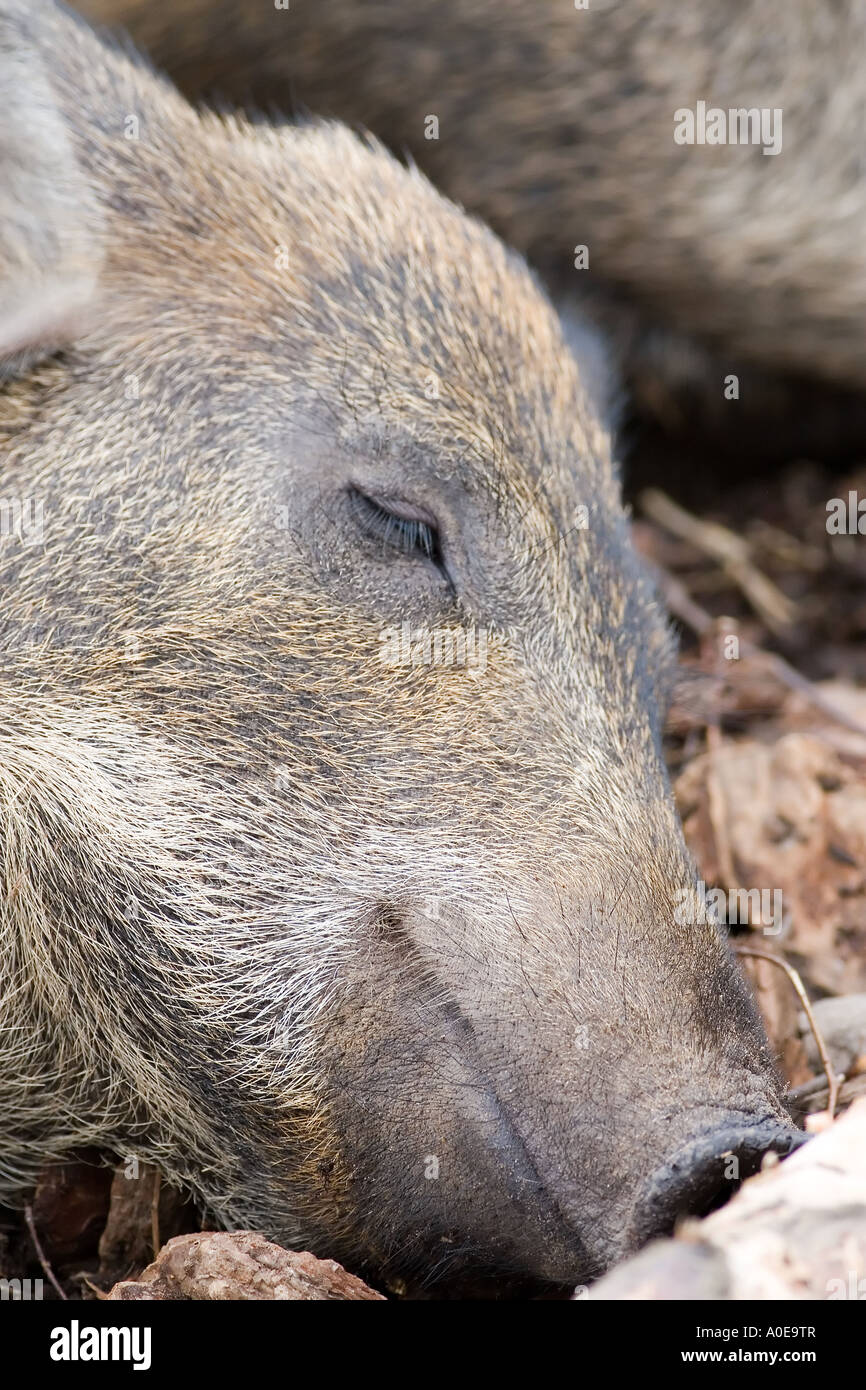 Wild Boar piglet - Sus Scrofa Stock Photo - Alamy